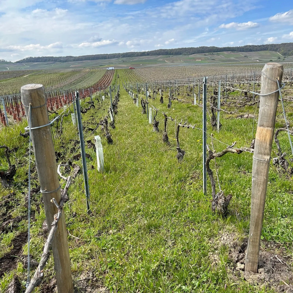 A Rising Star and a Guiding Light: Discovering Two Generations of Cham ...